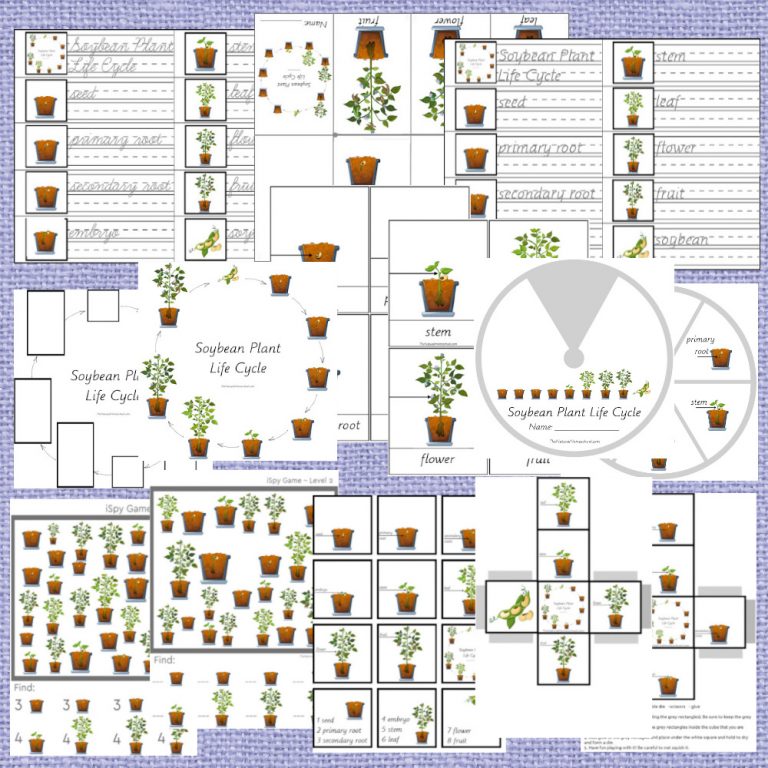 Soybean Plant Life Cycle for Kids ~ Printable Bundle - The Natural ...