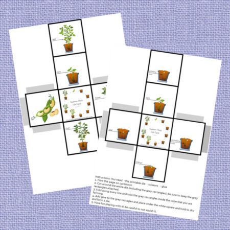 Soybean Plant Life Cycle for Kids ~ Printable Bundle - The Natural ...