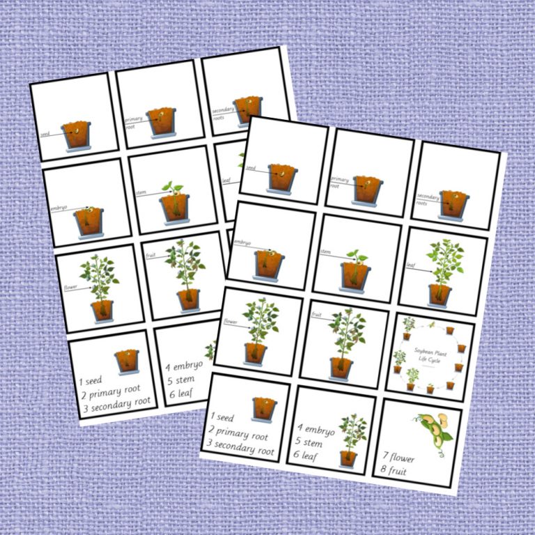 Soybean Plant Life Cycle for Kids ~ Printable Bundle - The Natural ...