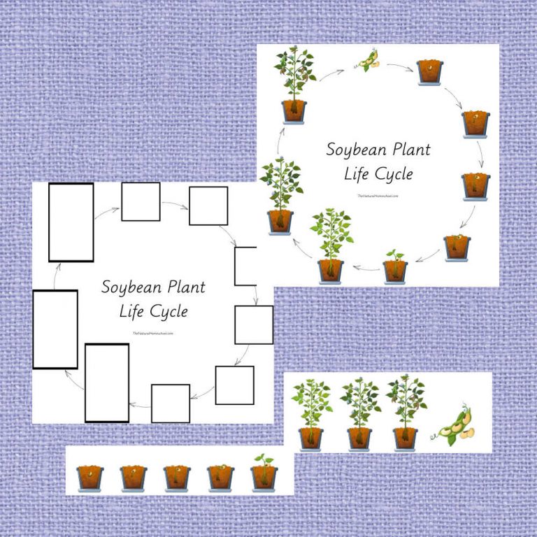 Soybean Plant Life Cycle for Kids ~ Printable Bundle - The Natural ...