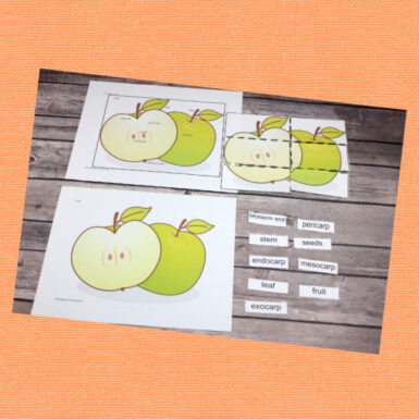 Montessori Fall Printable Bundle ~ 10 Activities - The Natural ...