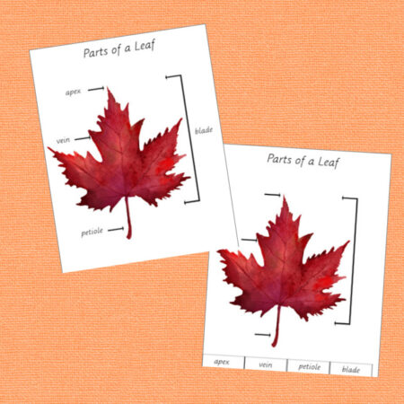 Montessori Fall Printable Bundle ~ 10 Activities - The Natural ...